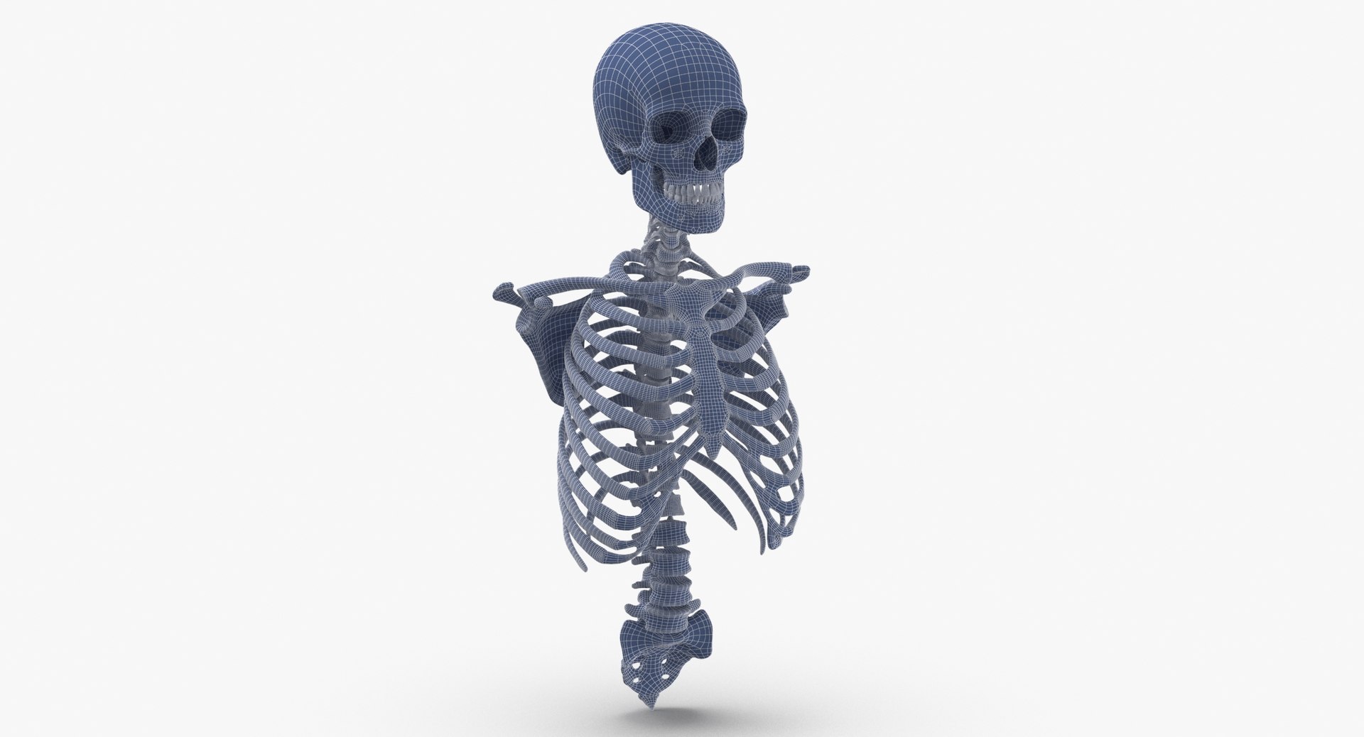 3D real human rib cage model - TurboSquid 1645173