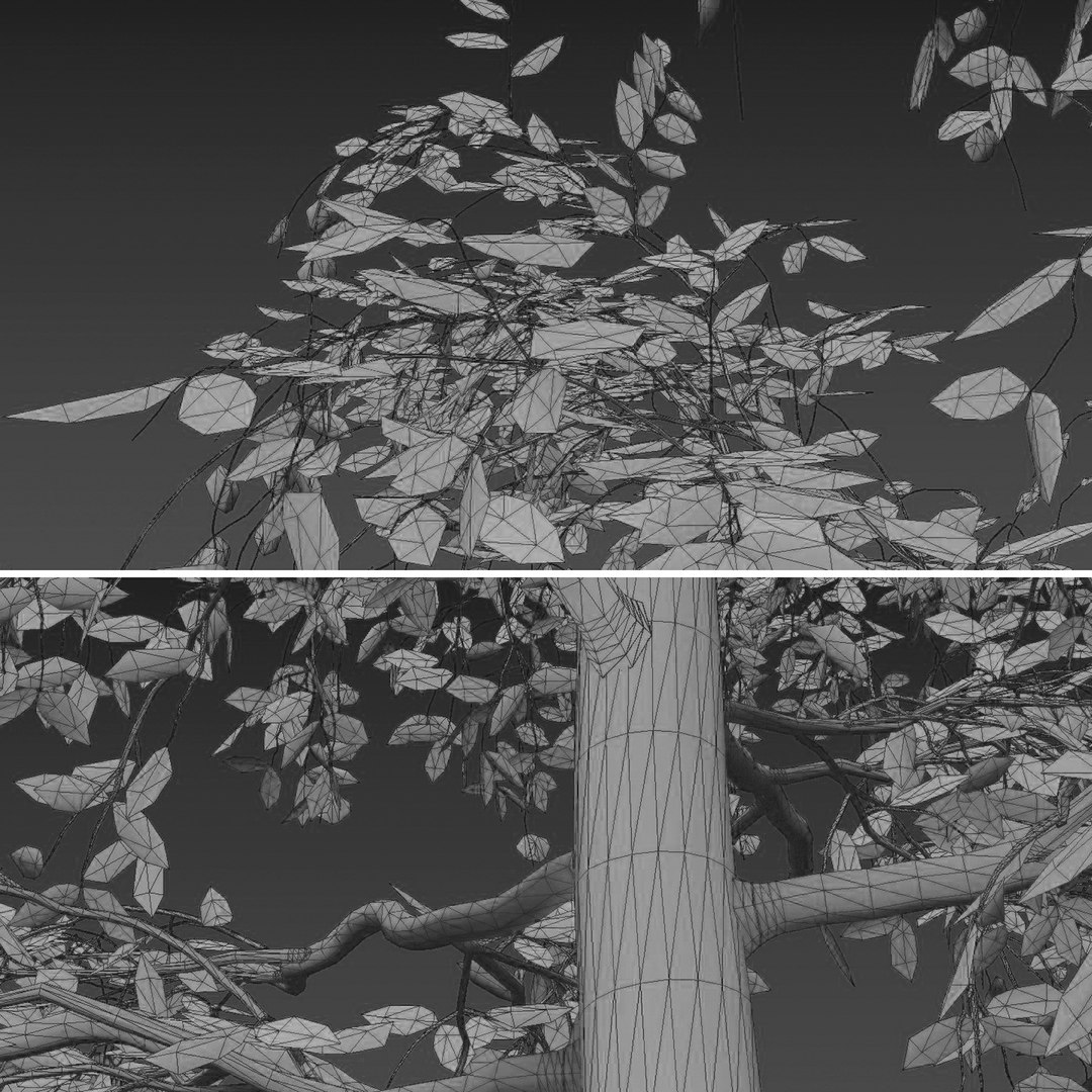 3D Set Of Cyclocarya Paliurus Or Wheel Wingnut Trees Model - TurboSquid 1968456