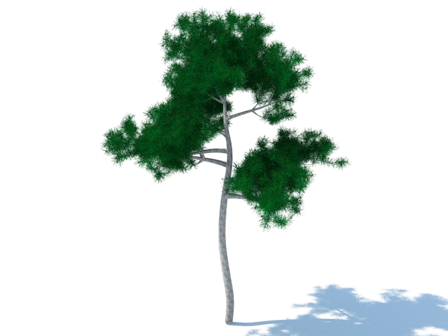 Free Max Model Realistic Tree
