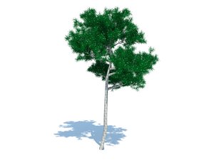 Free 3D Pine-Tree Models | TurboSquid