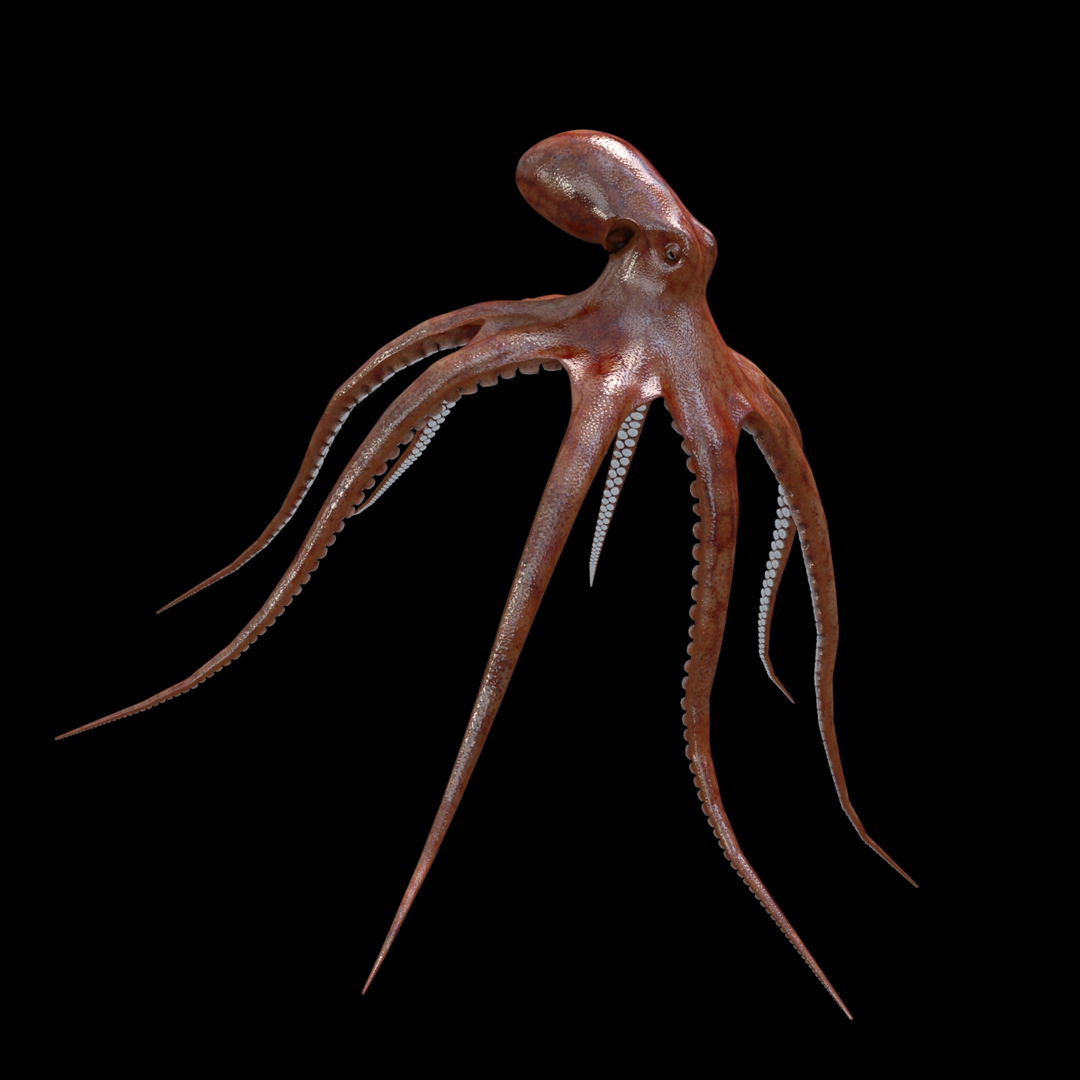 Tentacles Octopus C4d