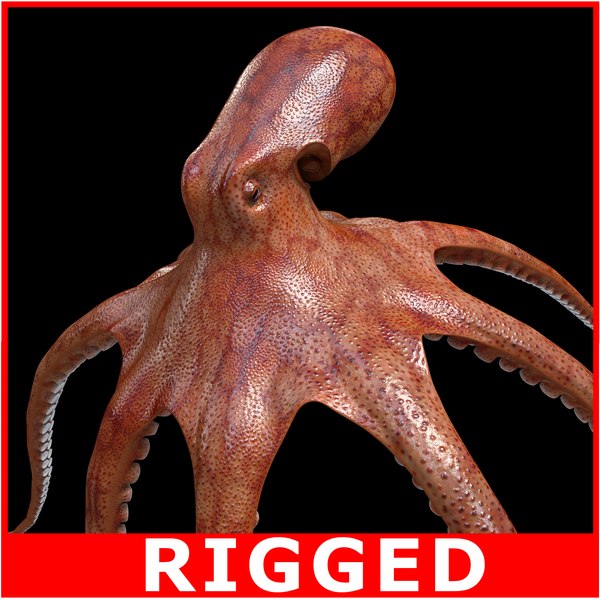 Free 3D Octopus Models | TurboSquid