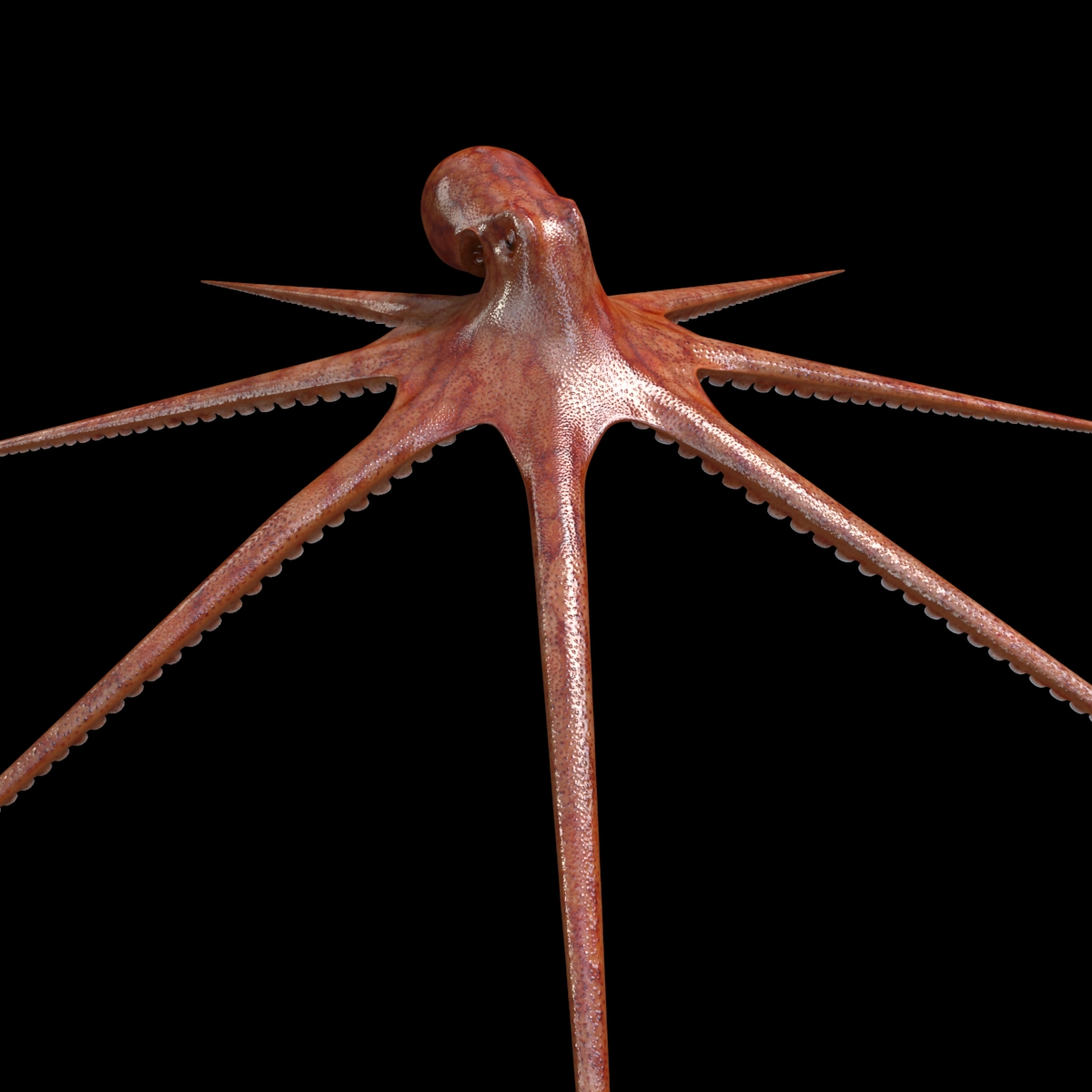 tentacles octopus c4d