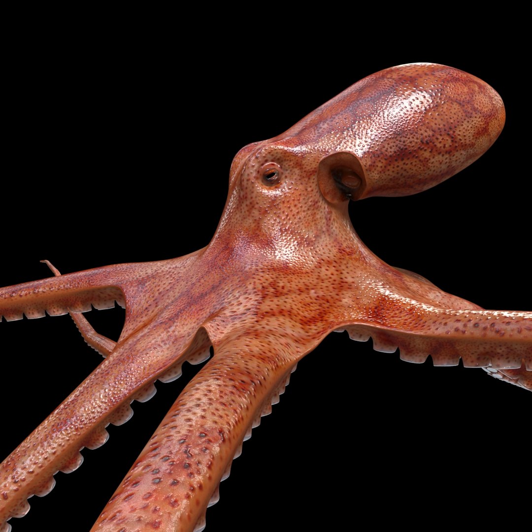 Tentacles Octopus C4d
