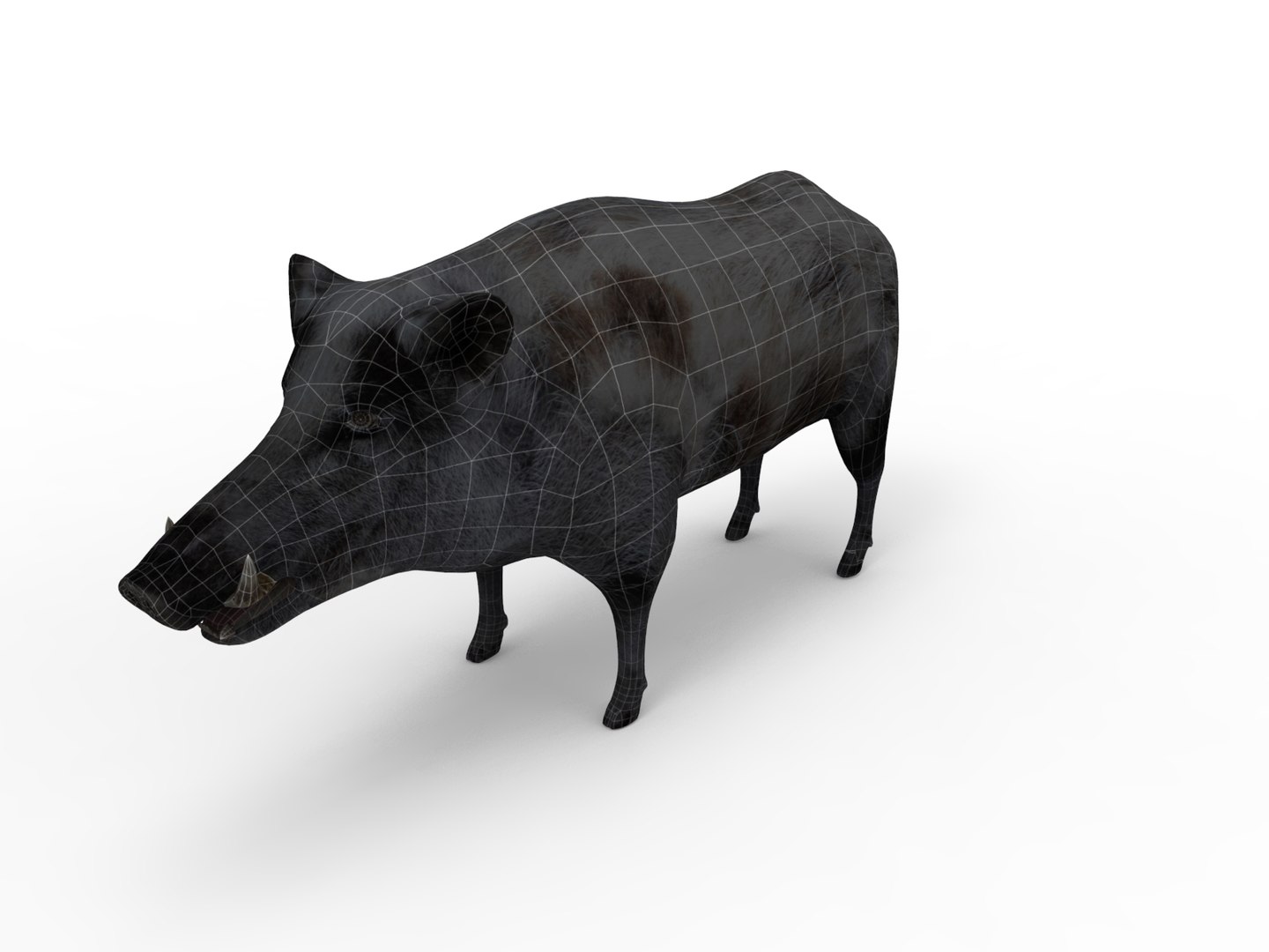 3D Wild Boar Rigged Animation Model - TurboSquid 1253372