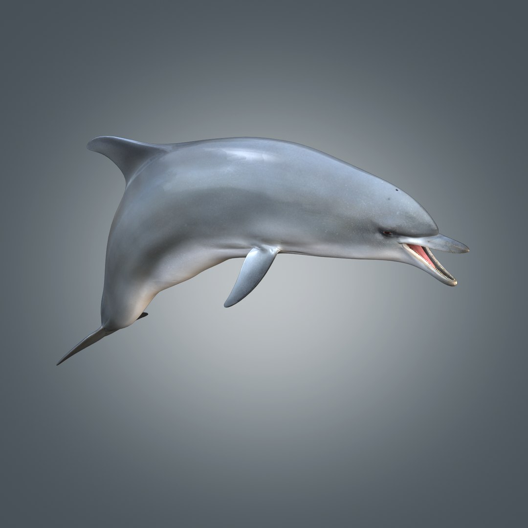 Realistic Dolphin Rig 3d Model