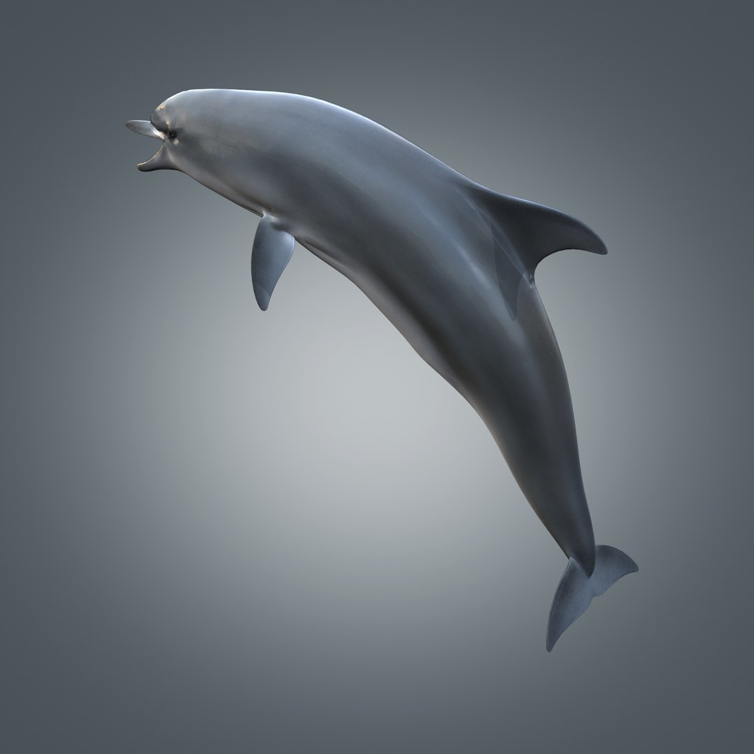 Realistic Dolphin Rig 3d Model