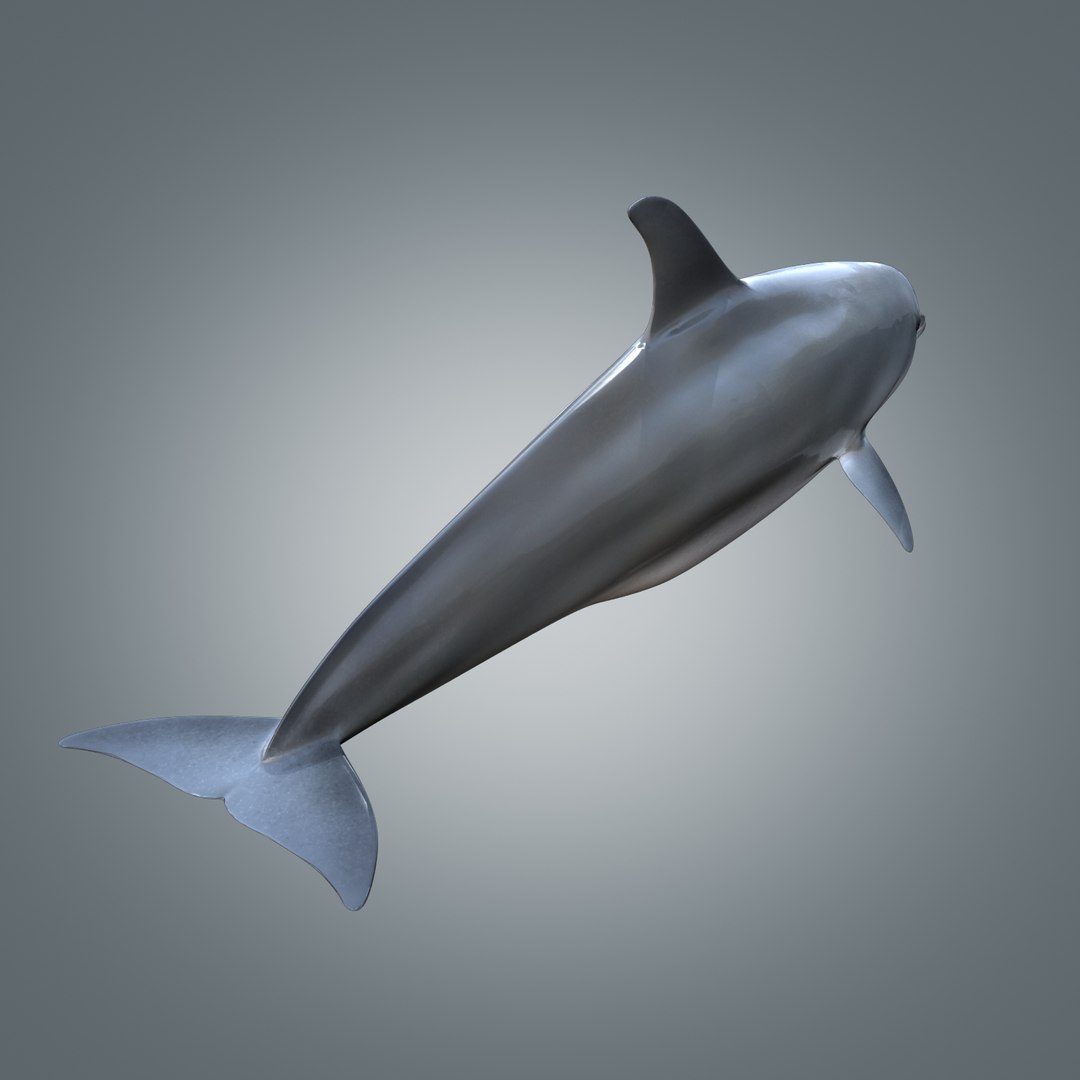 Realistic Dolphin Rig 3d Model