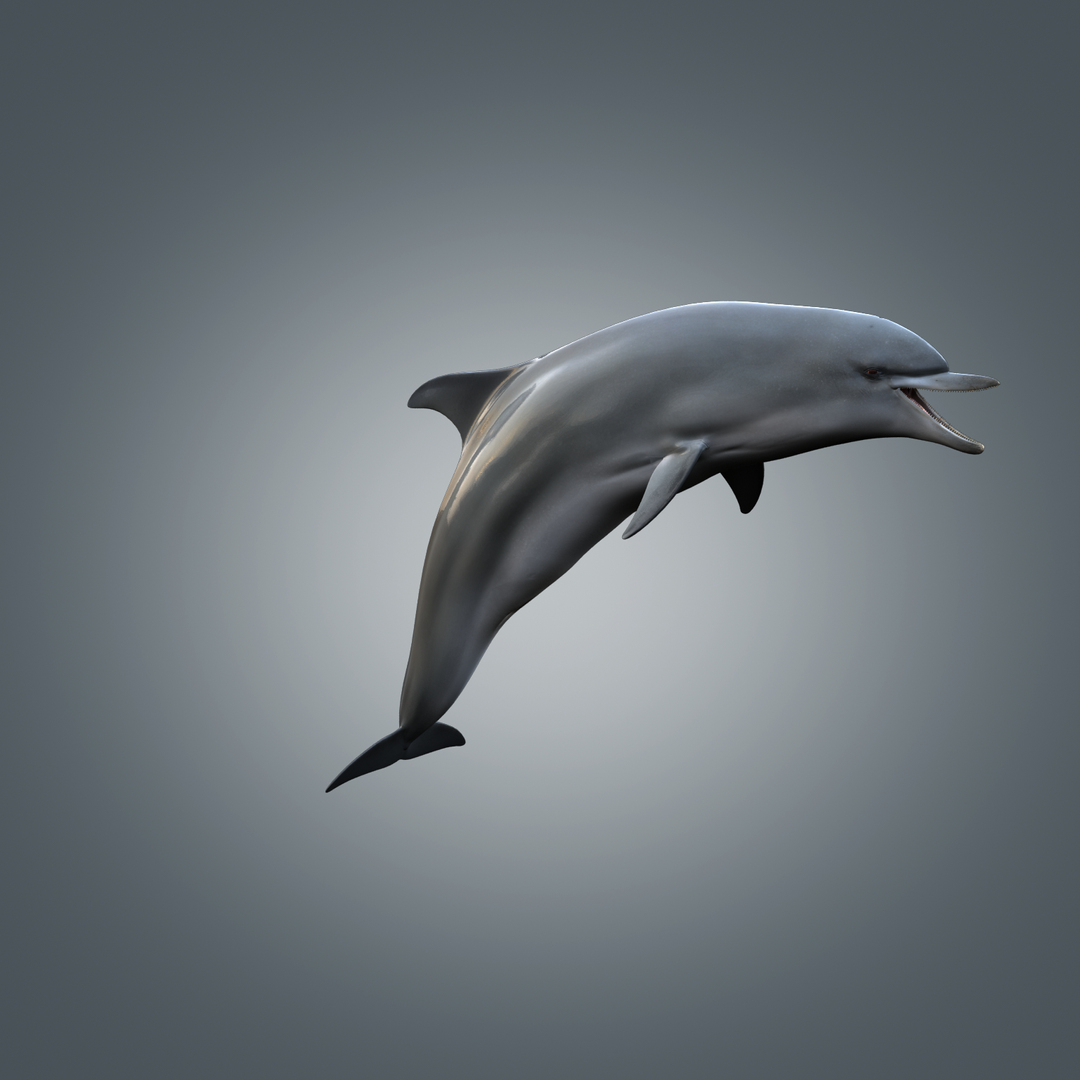 Realistic Dolphin Rig 3d Model