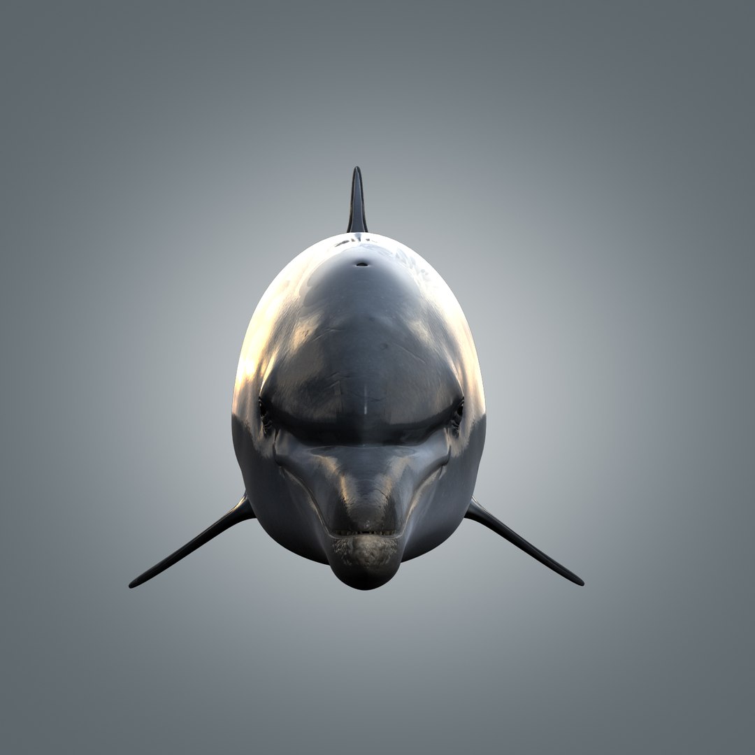 Realistic Dolphin Rig 3d Model