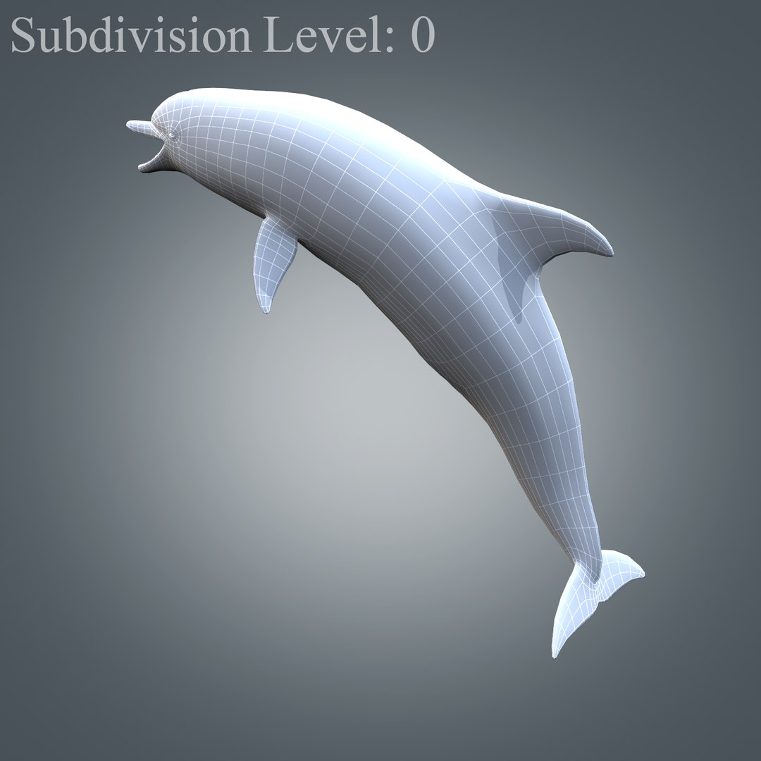 Realistic Dolphin Rig 3d Model