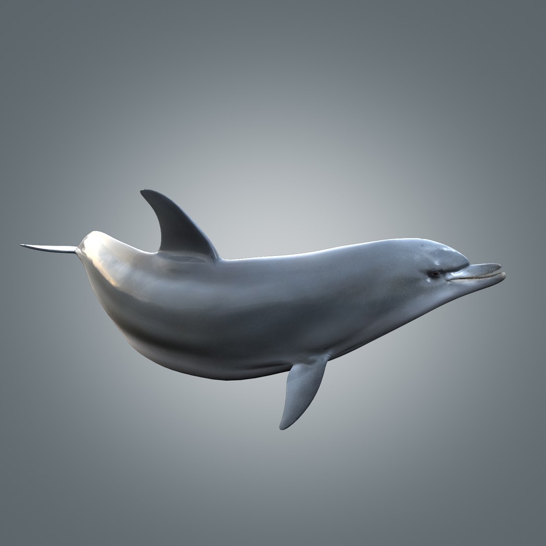 Realistic Dolphin Rig 3d Model