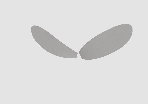 3D simple transparent wings model - TurboSquid 1907818