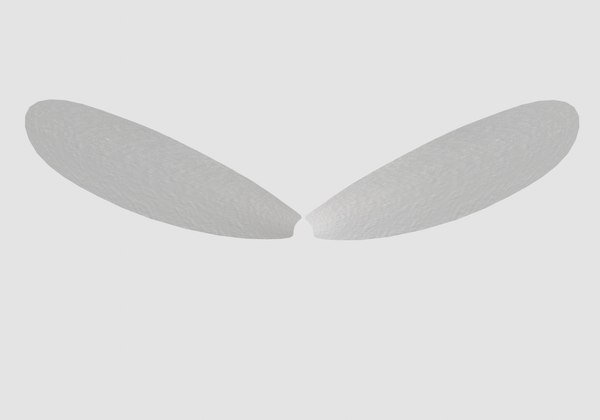 3D simple transparent wings model - TurboSquid 1907818