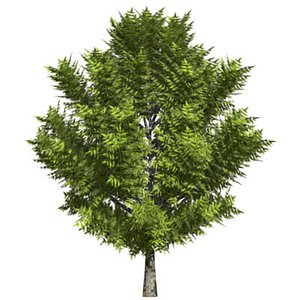 3D Neem Models | TurboSquid