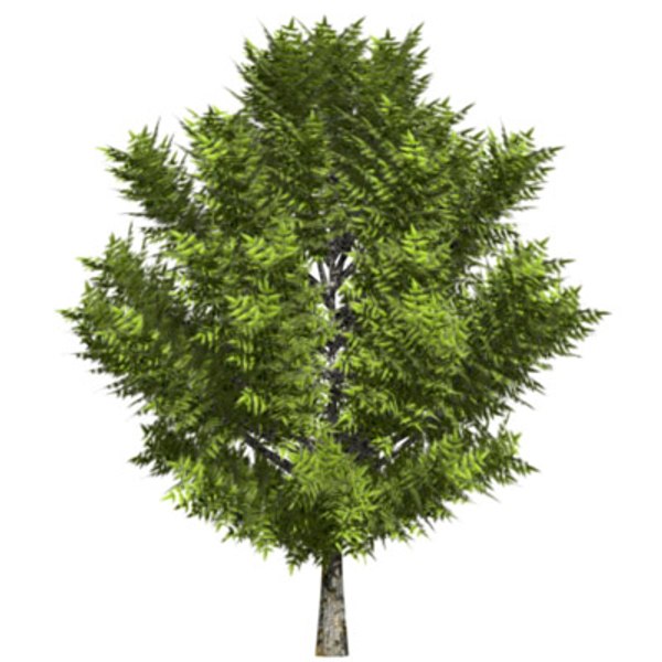 neem tree aziderachta inerme 3d model