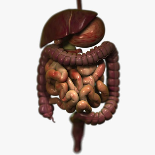 modelo 3d Línea de exploración digestiva - TurboSquid 1988948