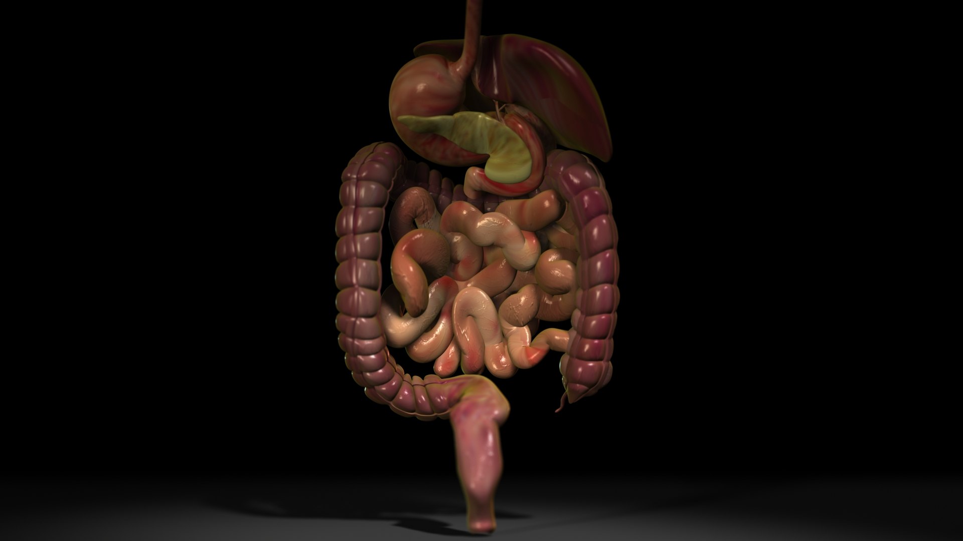3D Digestive Scanline - TurboSquid 1988948