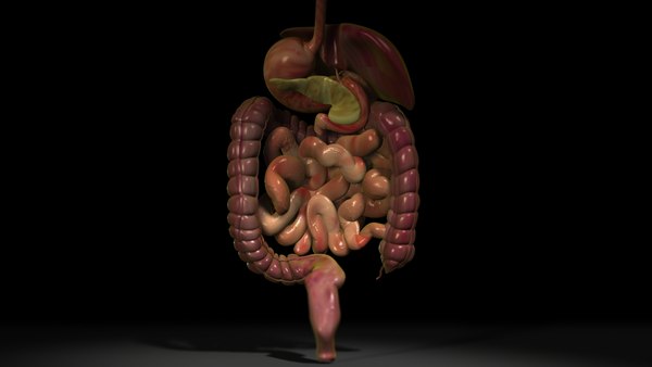 modelo 3d Línea de exploración digestiva - TurboSquid 1988948