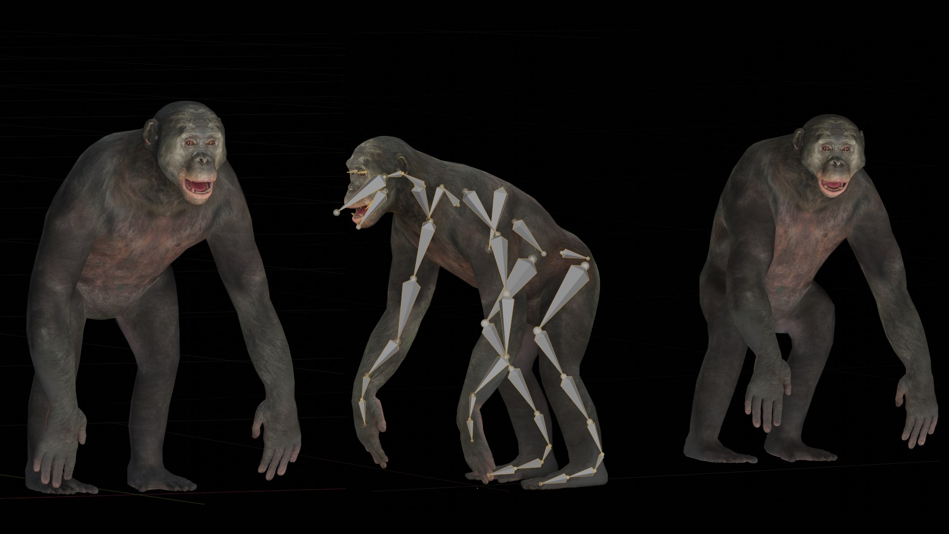 Pygmy Chimpanzee Bonobos Ape Model - TurboSquid 2343959
