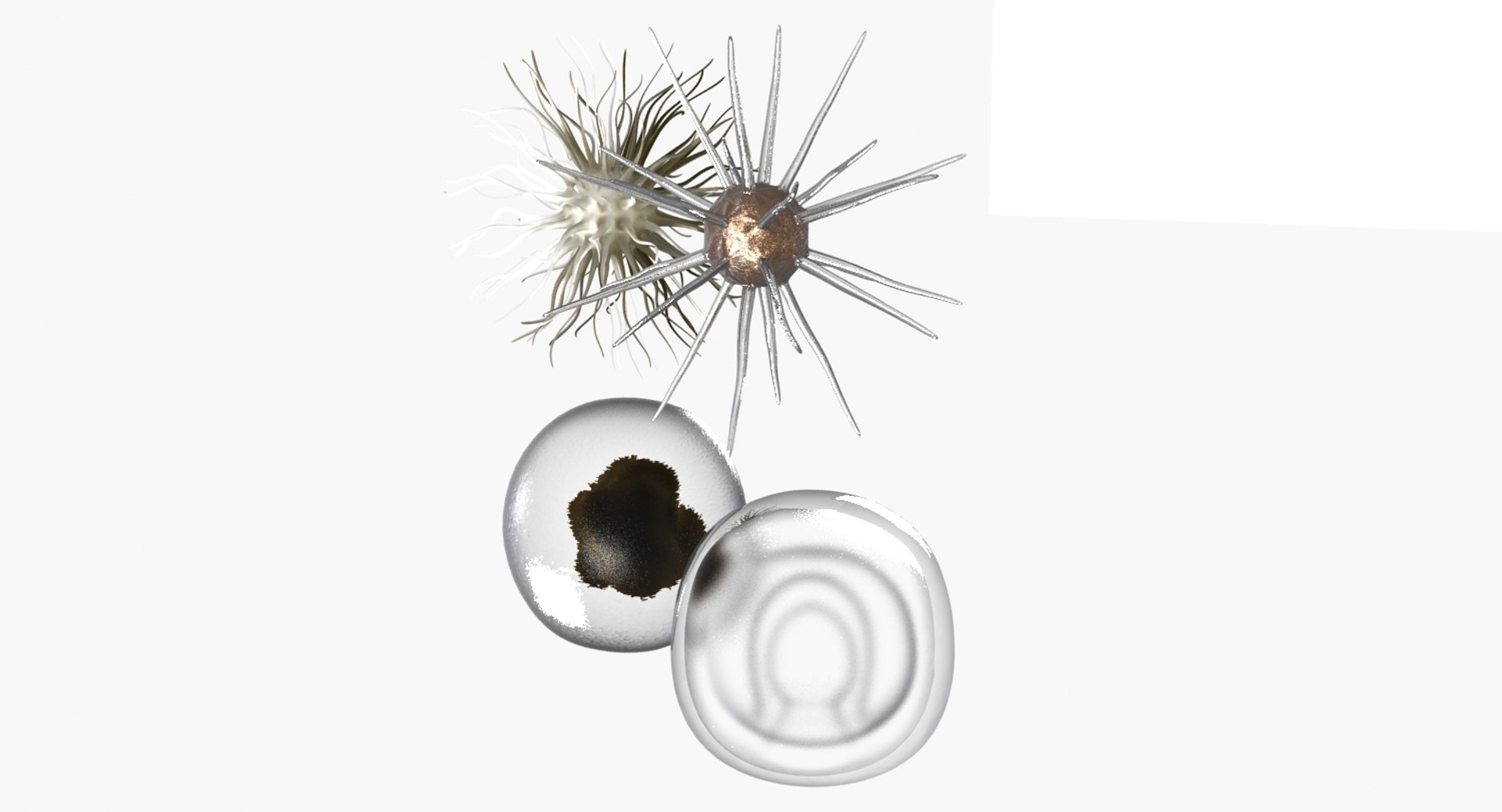 Plankton 3D Model - TurboSquid 1203616