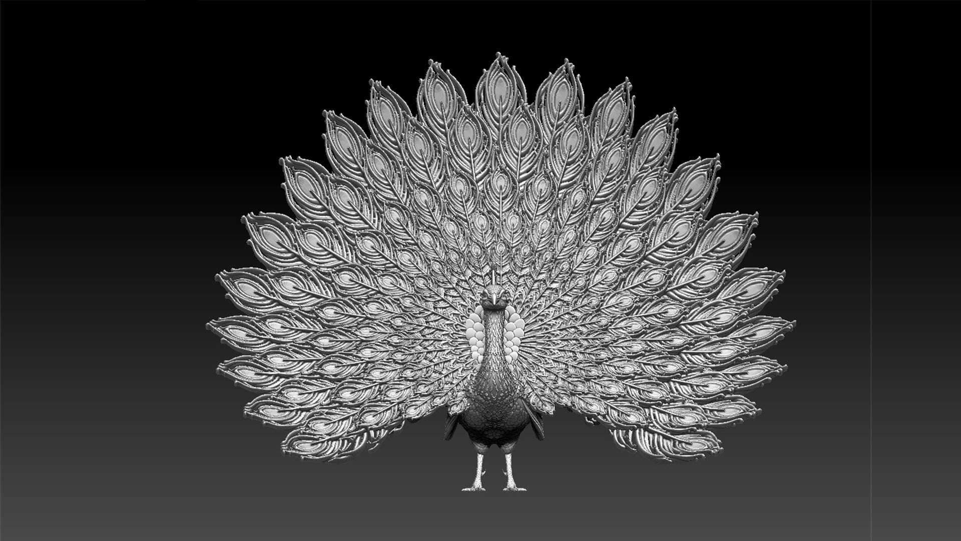 Peacock Model Turbosquid 1957520
