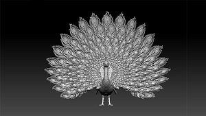 3D Peacock Models - Browse & Download Formats - TurboSquid