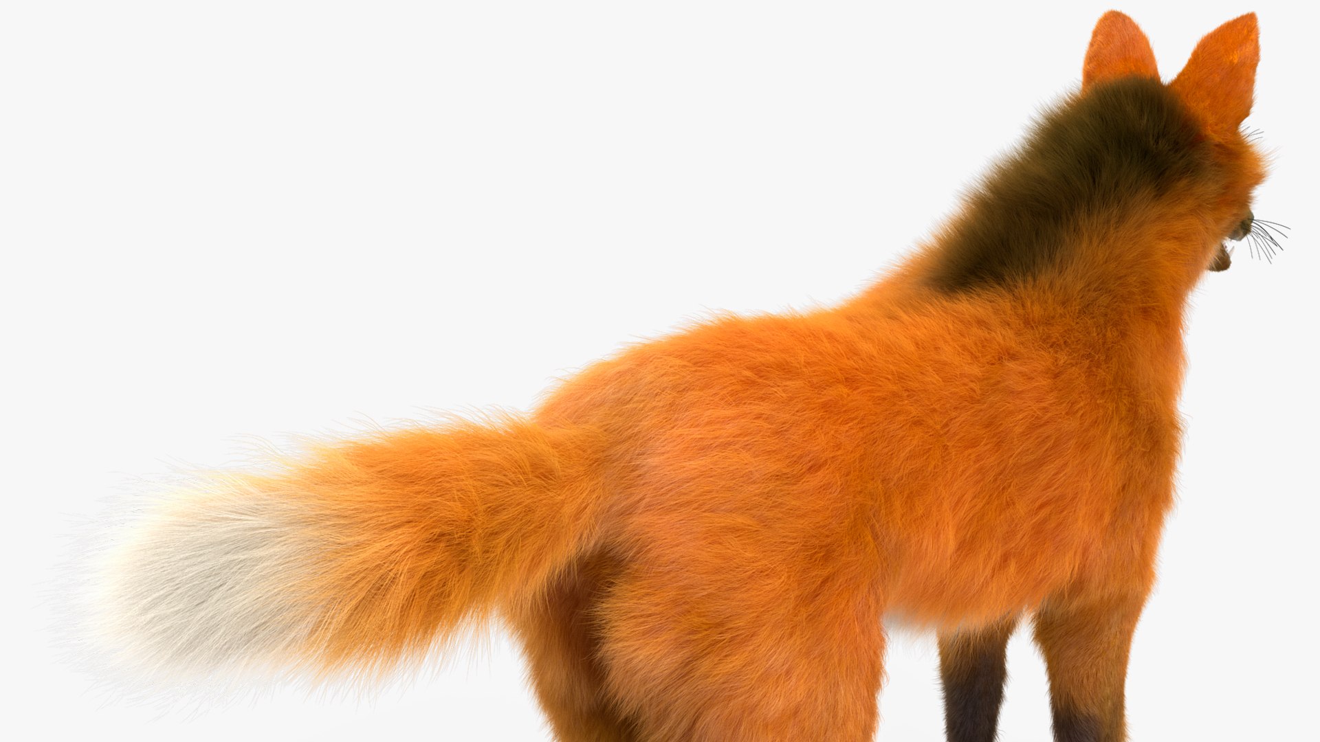 3D Maned Wolf Fur Model - TurboSquid 2198748