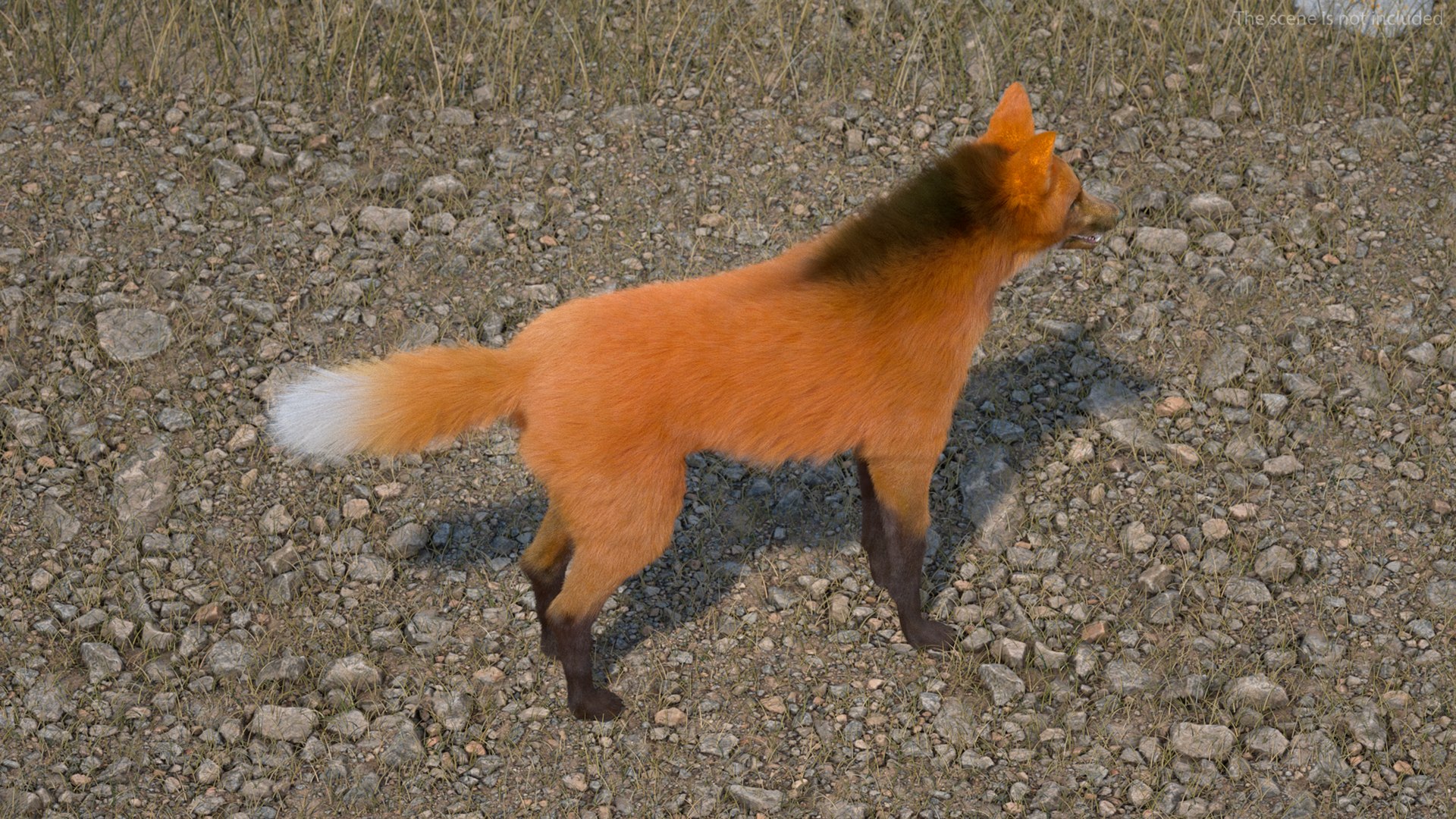 3D Maned Wolf Fur Model - TurboSquid 2198748