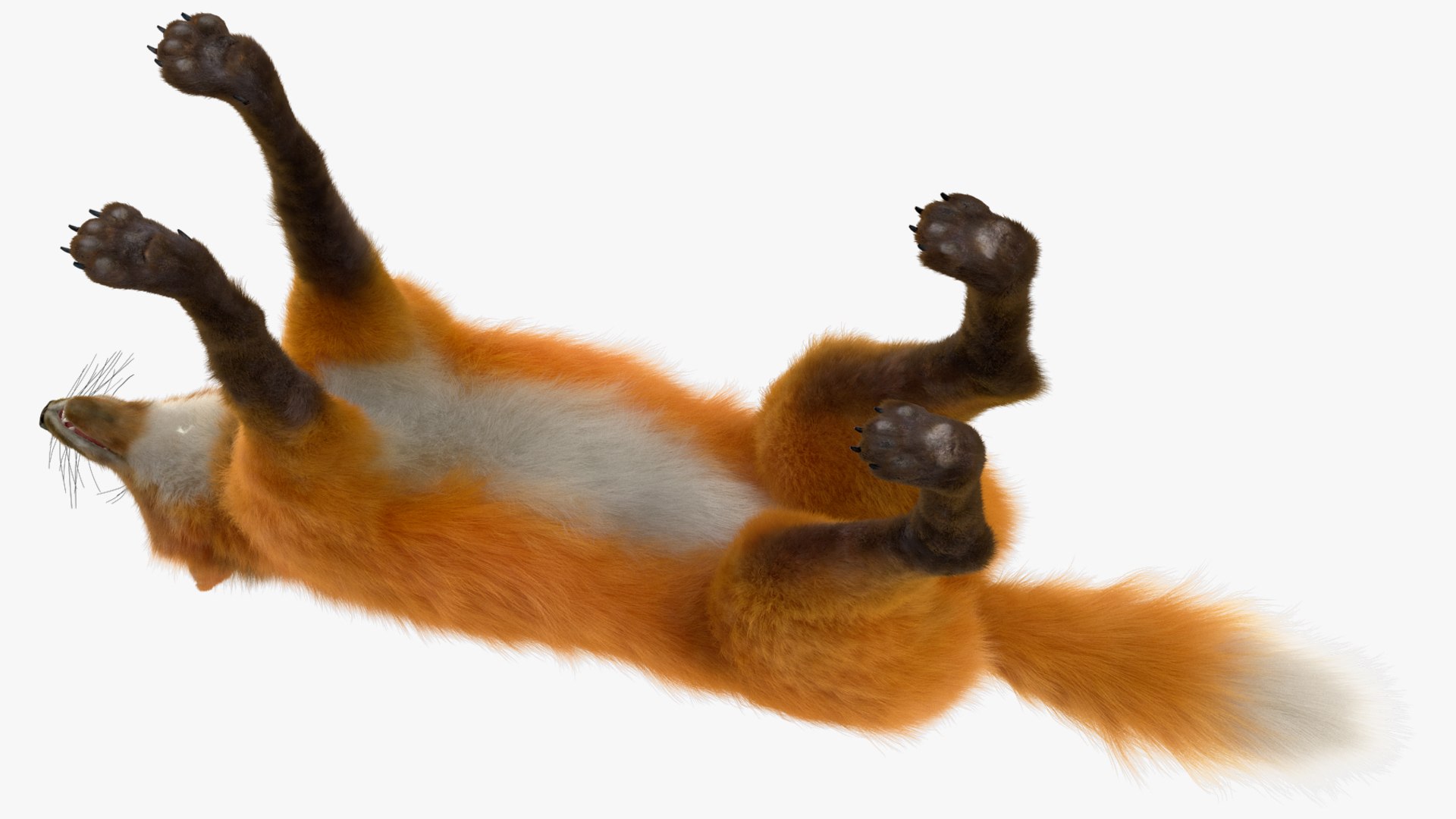 3D Maned Wolf Fur Model - TurboSquid 2198748