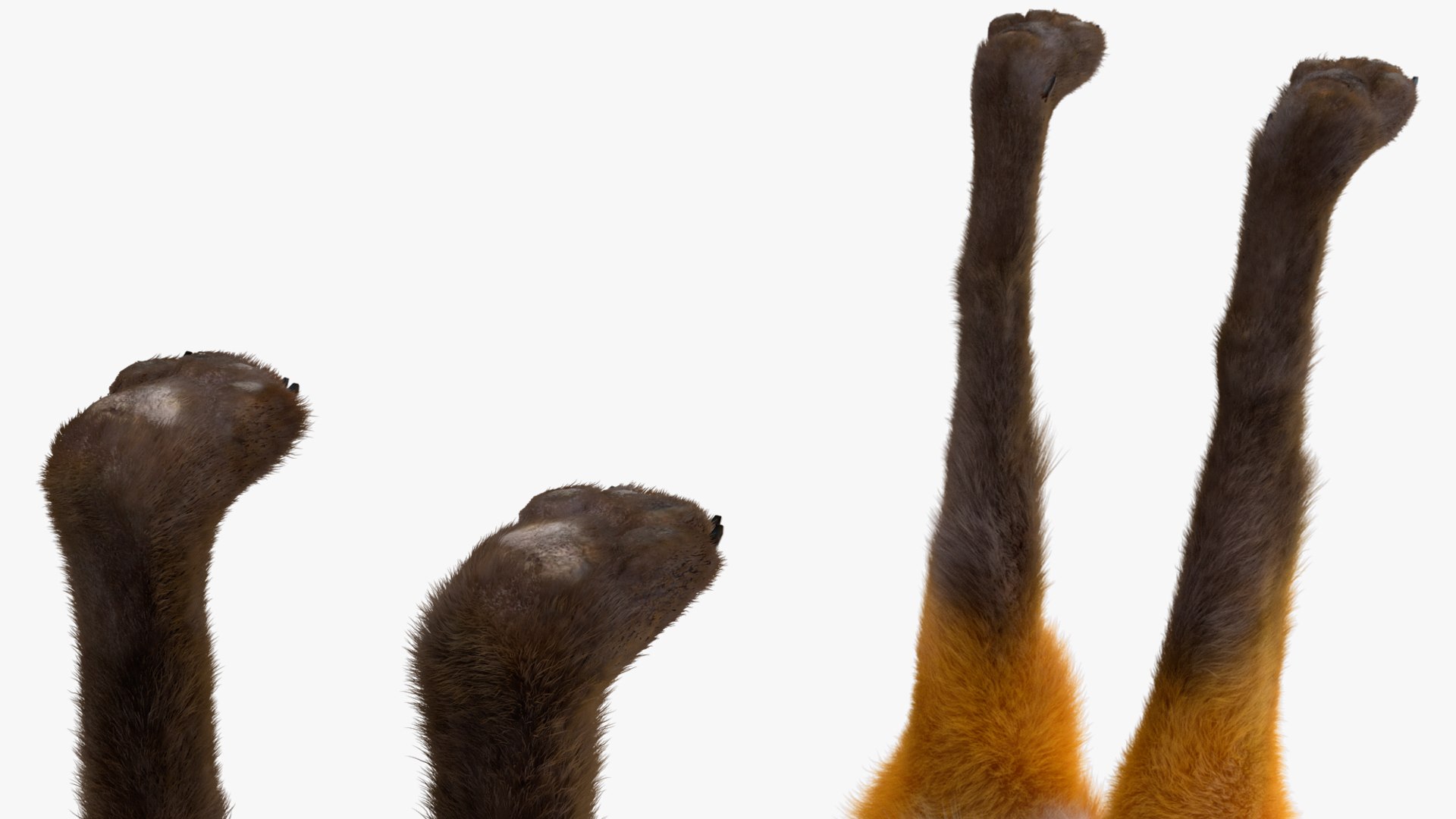 3D Maned Wolf Fur Model - TurboSquid 2198748