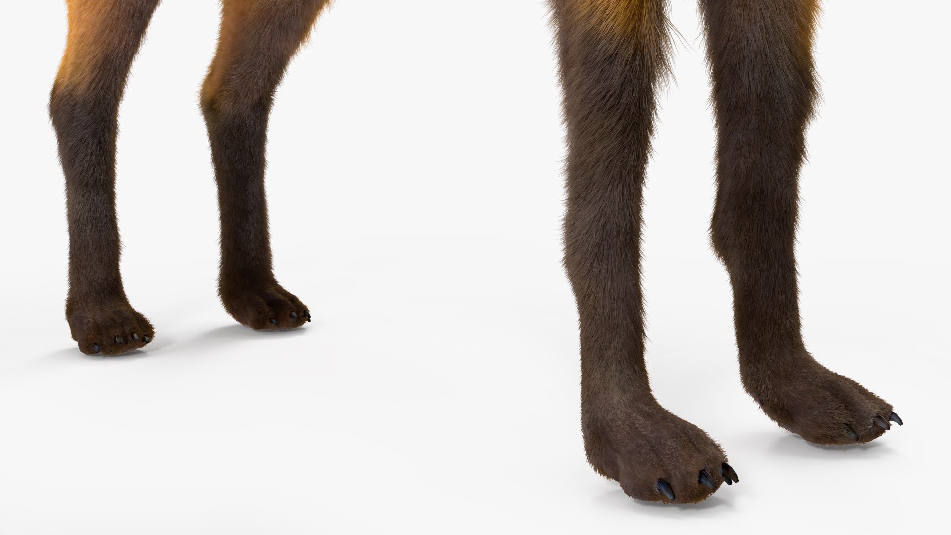 3D Maned Wolf Fur Model - TurboSquid 2198748