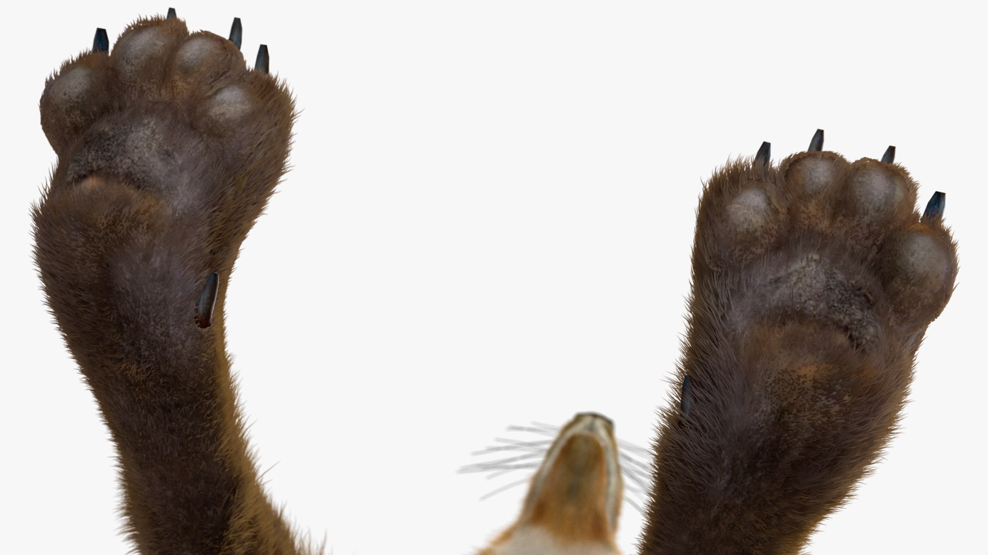 3D Maned Wolf Fur Model - TurboSquid 2198748