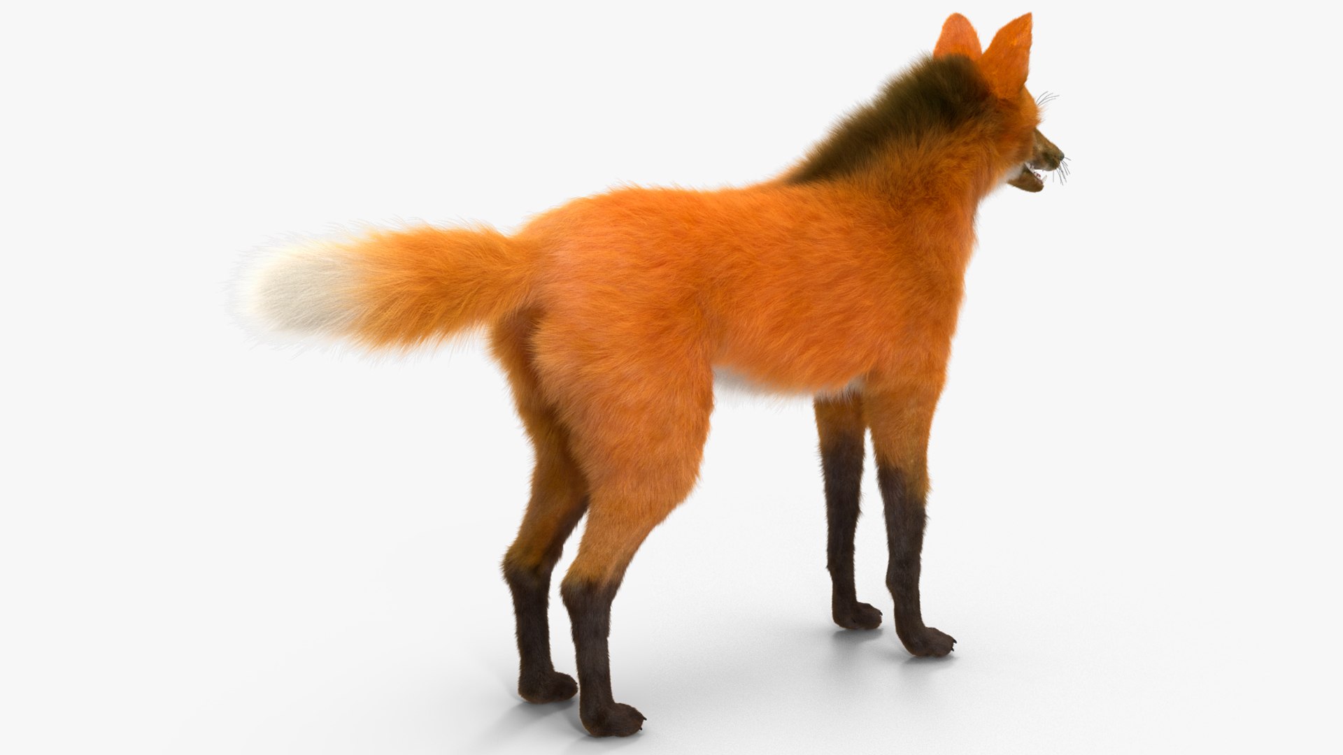3D Maned Wolf Fur Model - TurboSquid 2198748