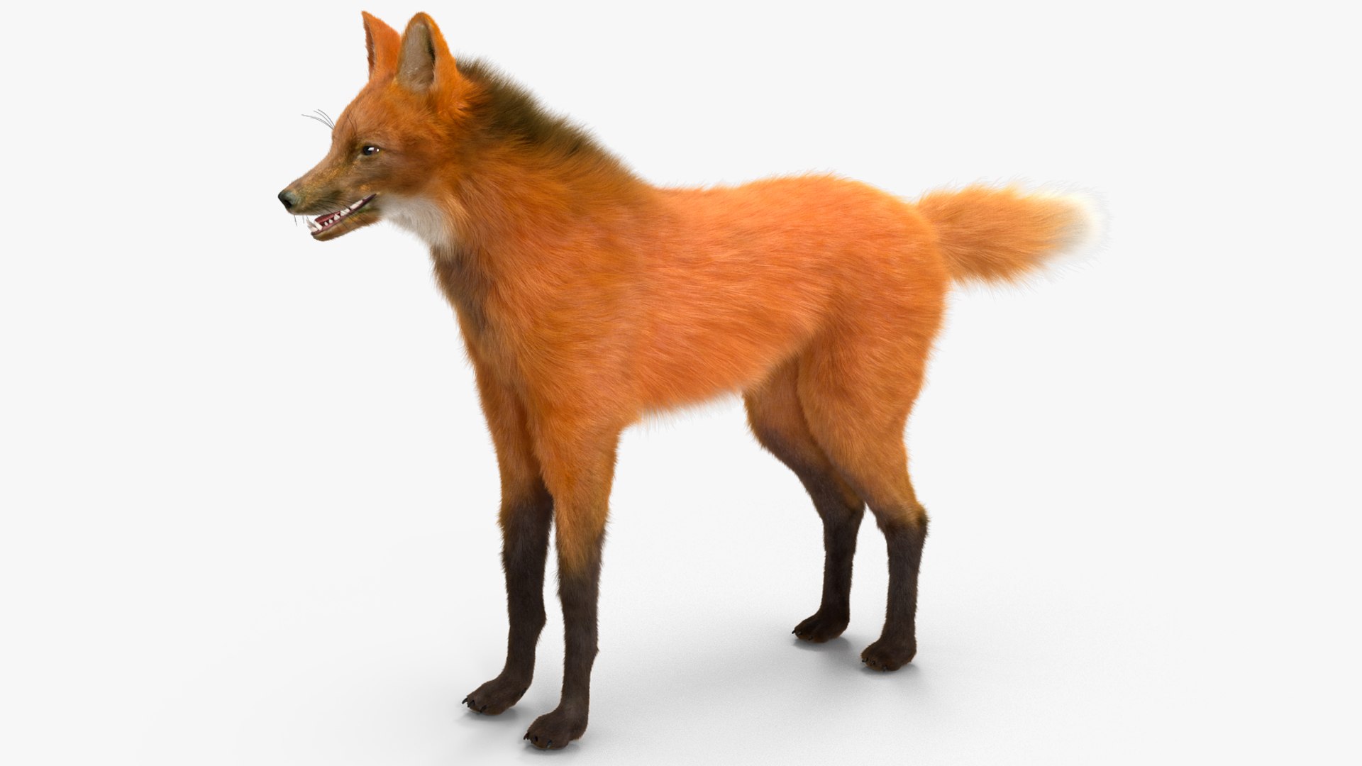 3D Maned Wolf Fur Model - TurboSquid 2198748