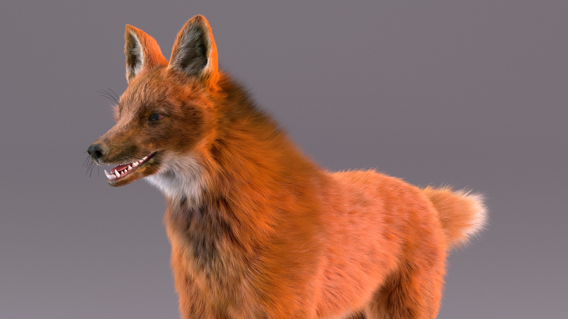 3D Maned Wolf Fur Model - TurboSquid 2198748