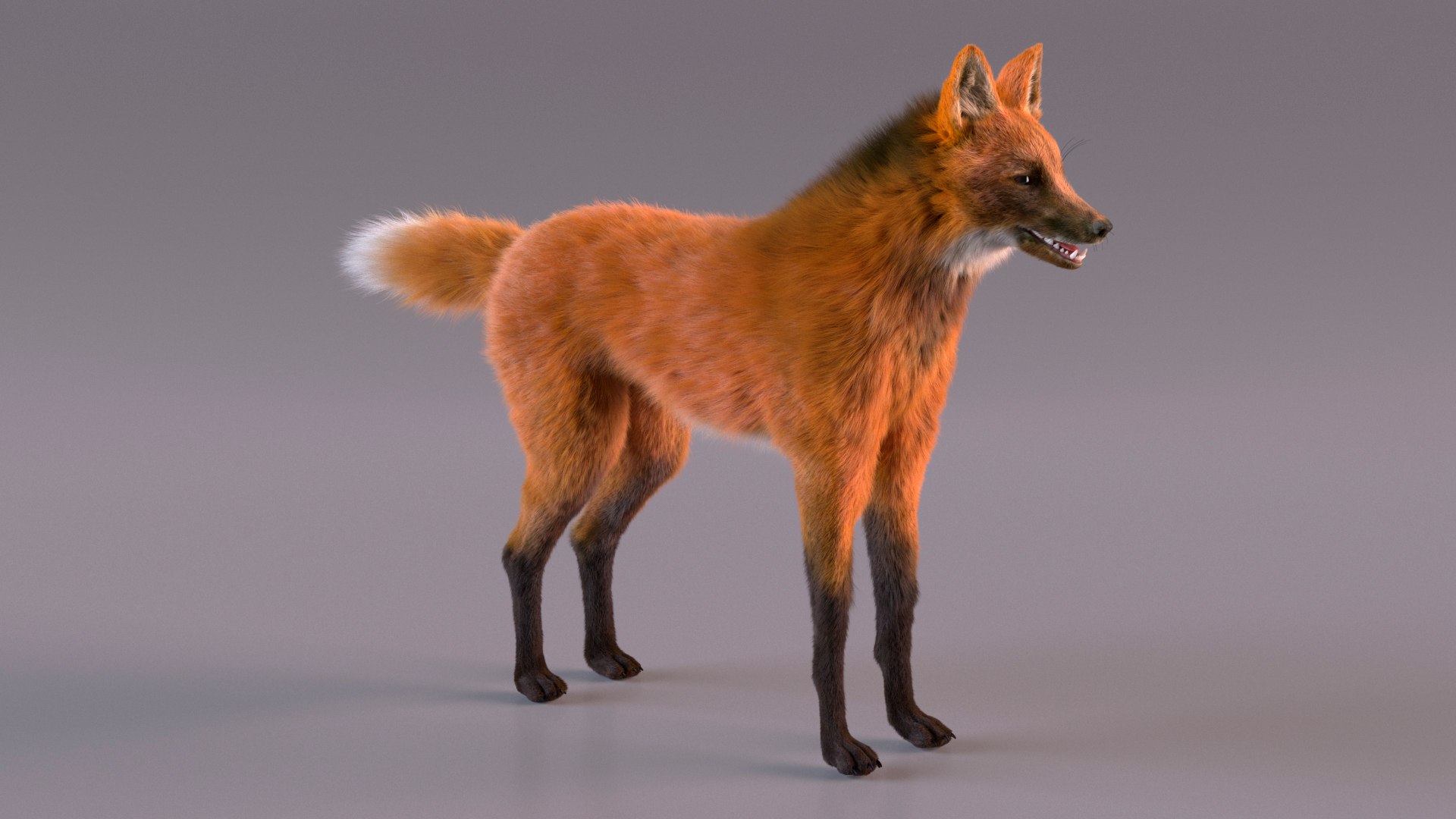 3D Maned Wolf Fur Model - TurboSquid 2198748