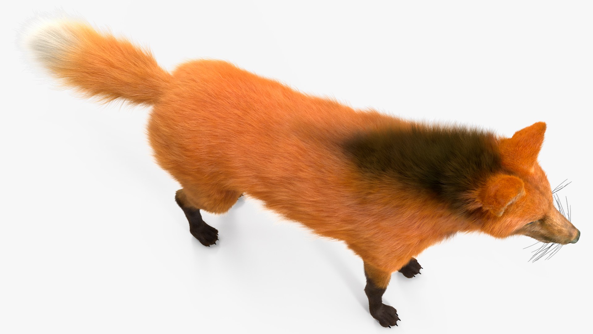 3D Maned Wolf Fur Model - TurboSquid 2198748