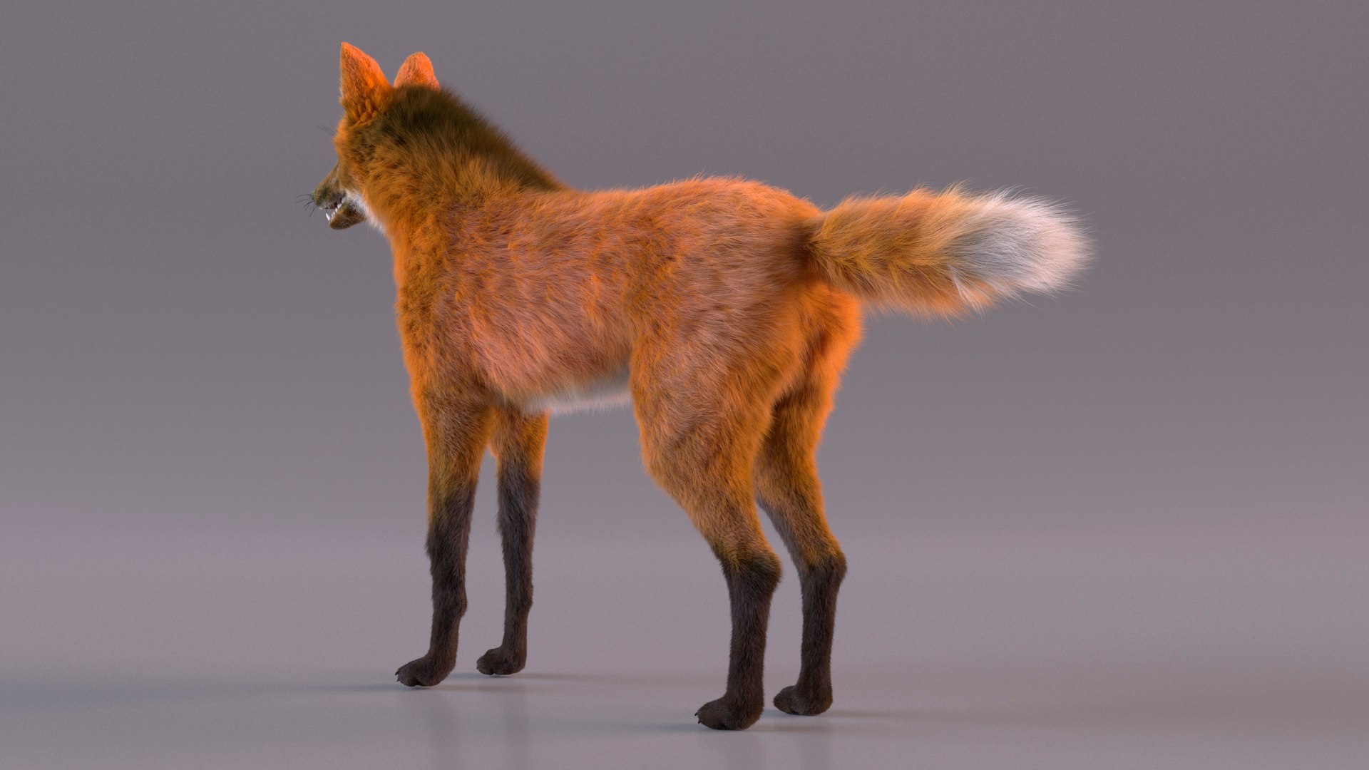 3D Maned Wolf Fur Model - TurboSquid 2198748