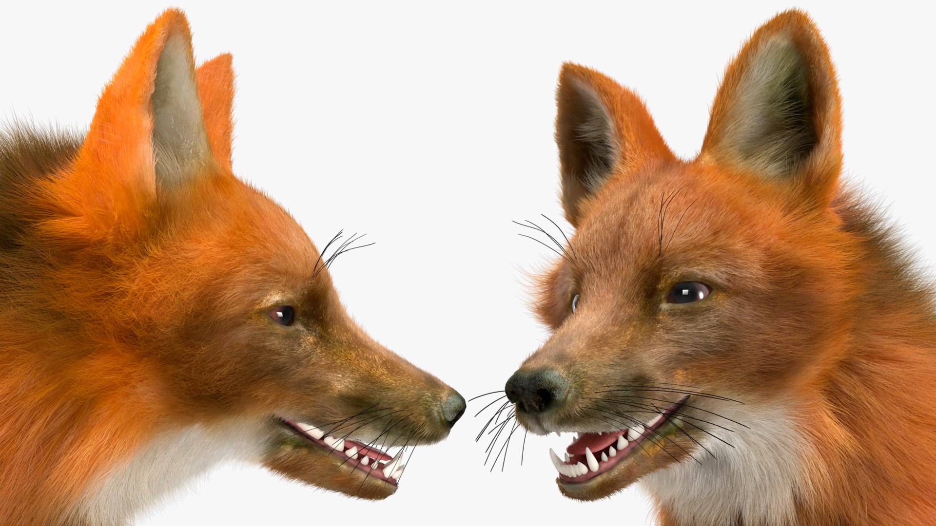 3D Maned Wolf Fur Model - TurboSquid 2198748