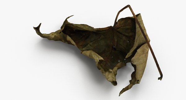 dead leaf 3d model