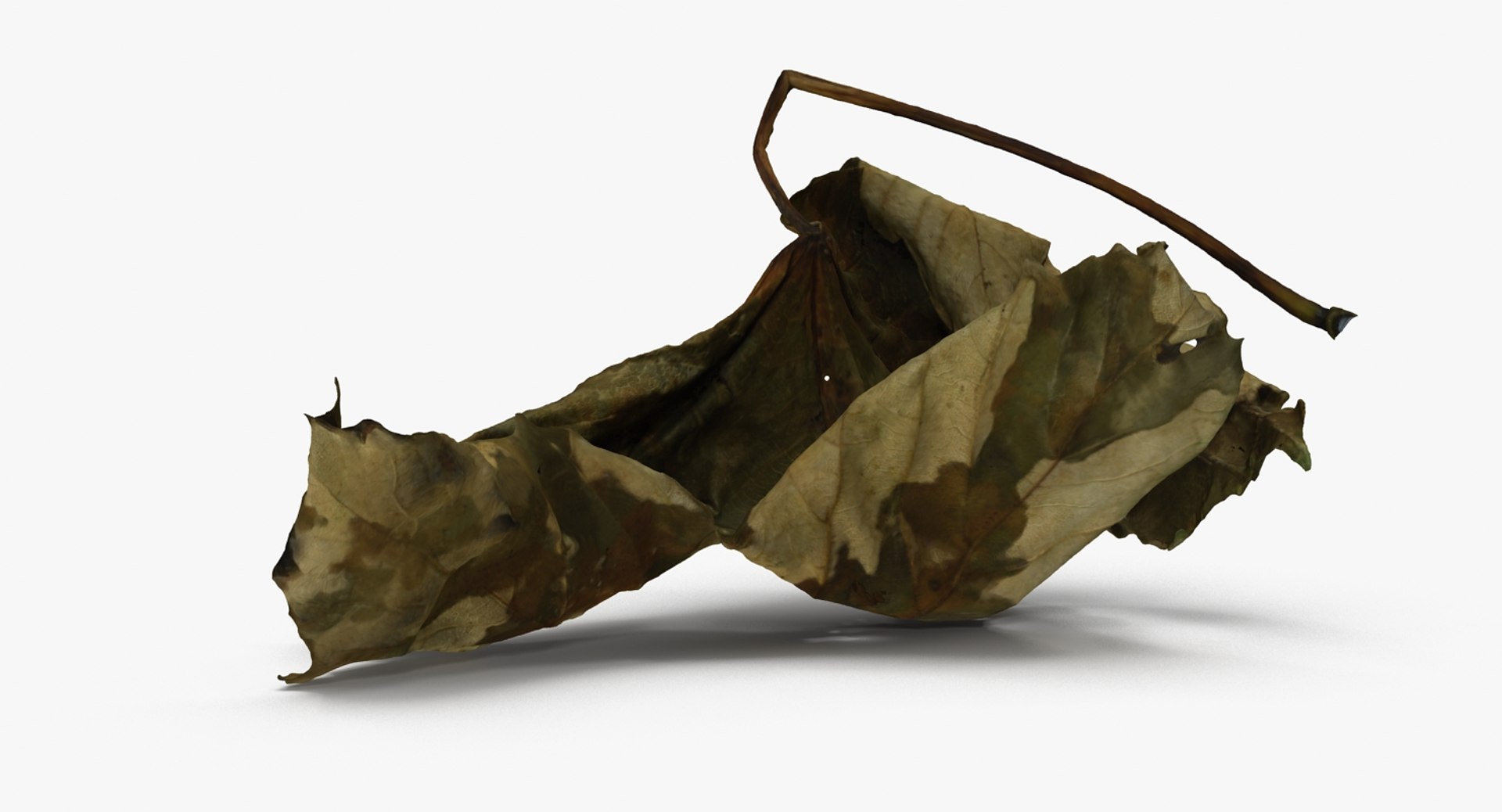 Dead Leaf 3d Model