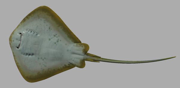 stingray customized rig sets 3d model