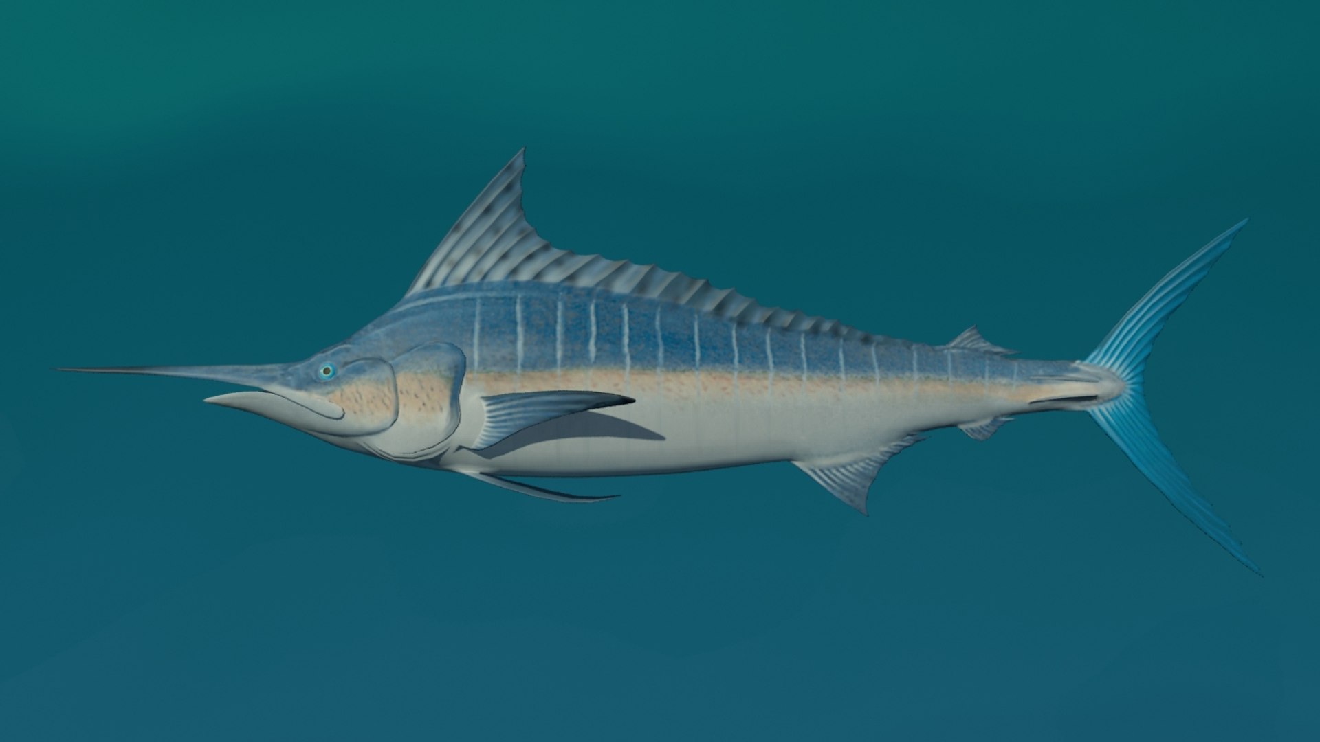 Blue Marlin 3d Model