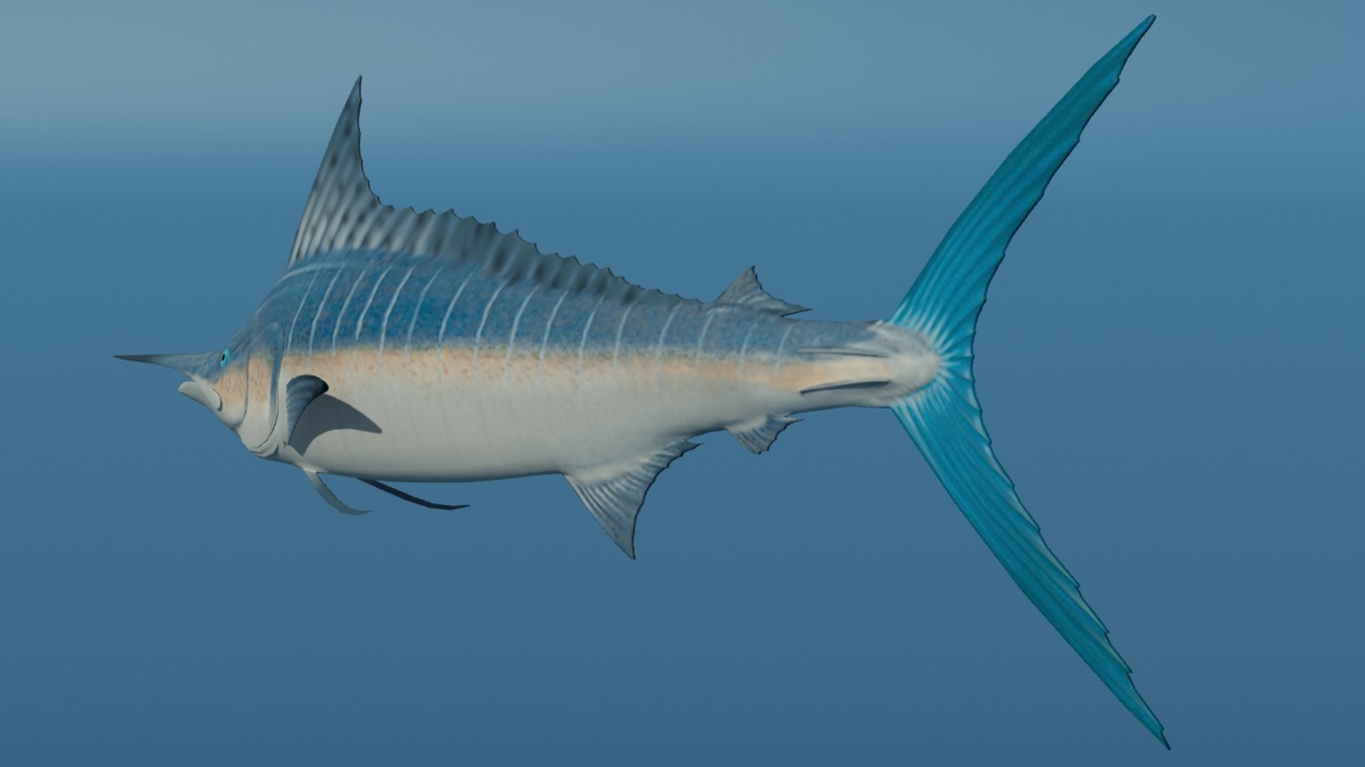 Blue Marlin 3d Model