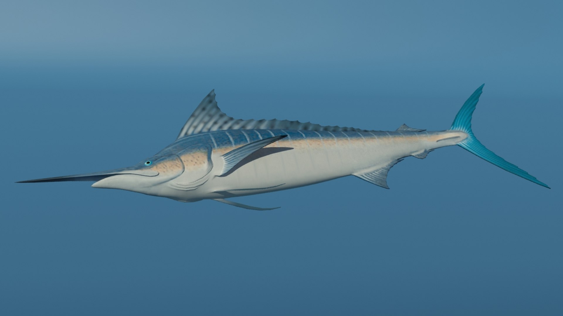Blue Marlin 3d Model