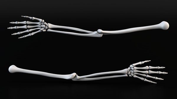 modelo 3d brazo esquelético - TurboSquid 2297772