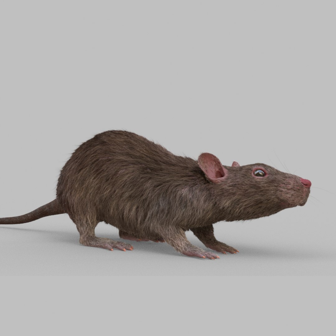 Rat Rig 3D - TurboSquid 1368176
