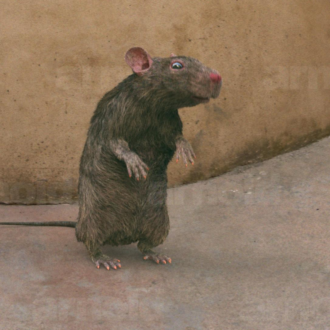 Rat Rig 3D - TurboSquid 1368176