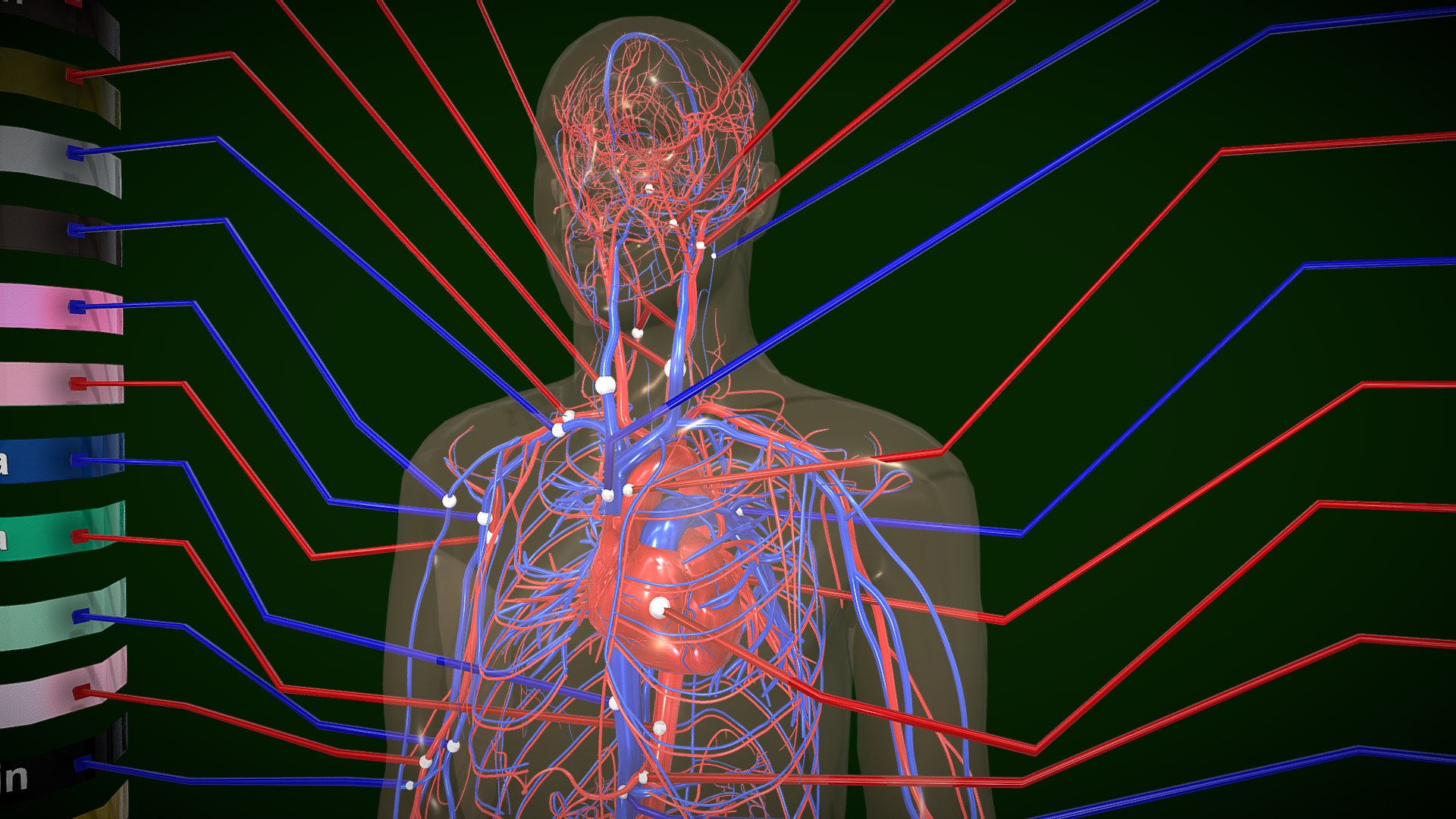 Circulatory System Human Anatomy 3D - TurboSquid 2155346